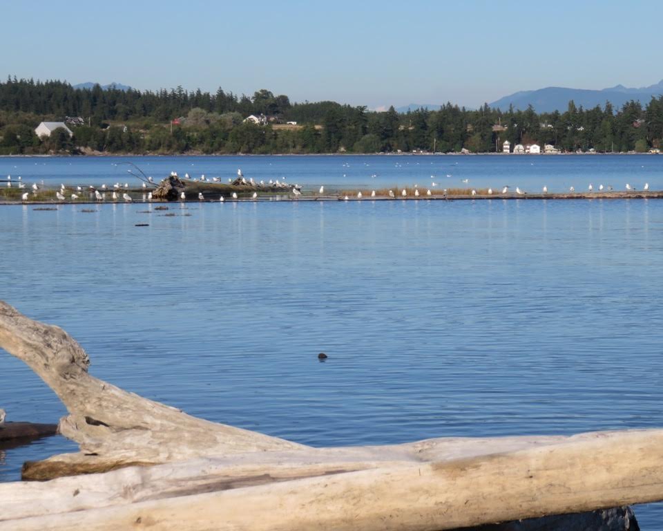 Beaches of Camano: Livingston Bay and Sundin Beach – Sunnyshore Studio