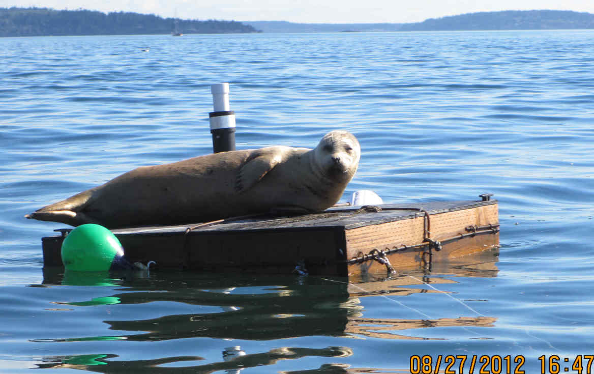 manaco-seal-raft-4 – Sunnyshore Studio