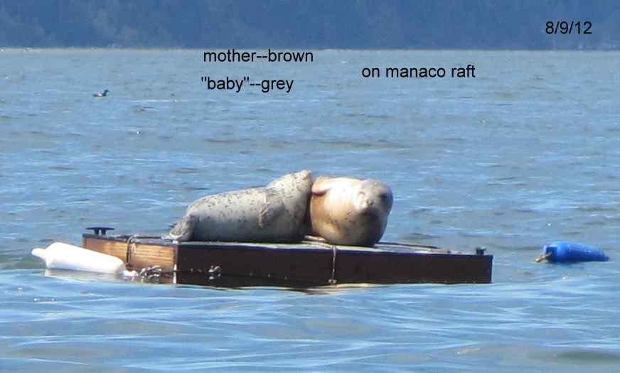 manaco-seal-raft-6 – Sunnyshore Studio