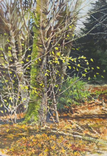 Northern Moss – Sunnyshore Studio